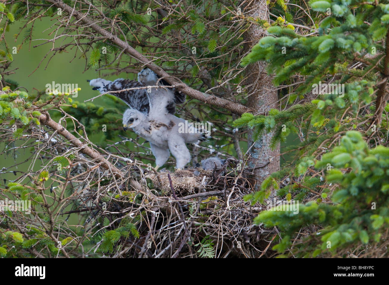 Buteo buteo common buzzard nest hi-res stock photography and images - Alamy