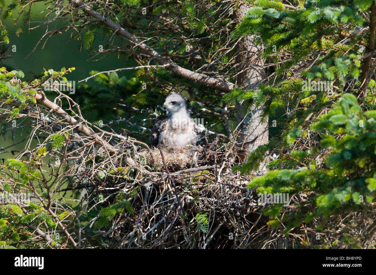 Buteo buteo common buzzard nest hi-res stock photography and images - Alamy