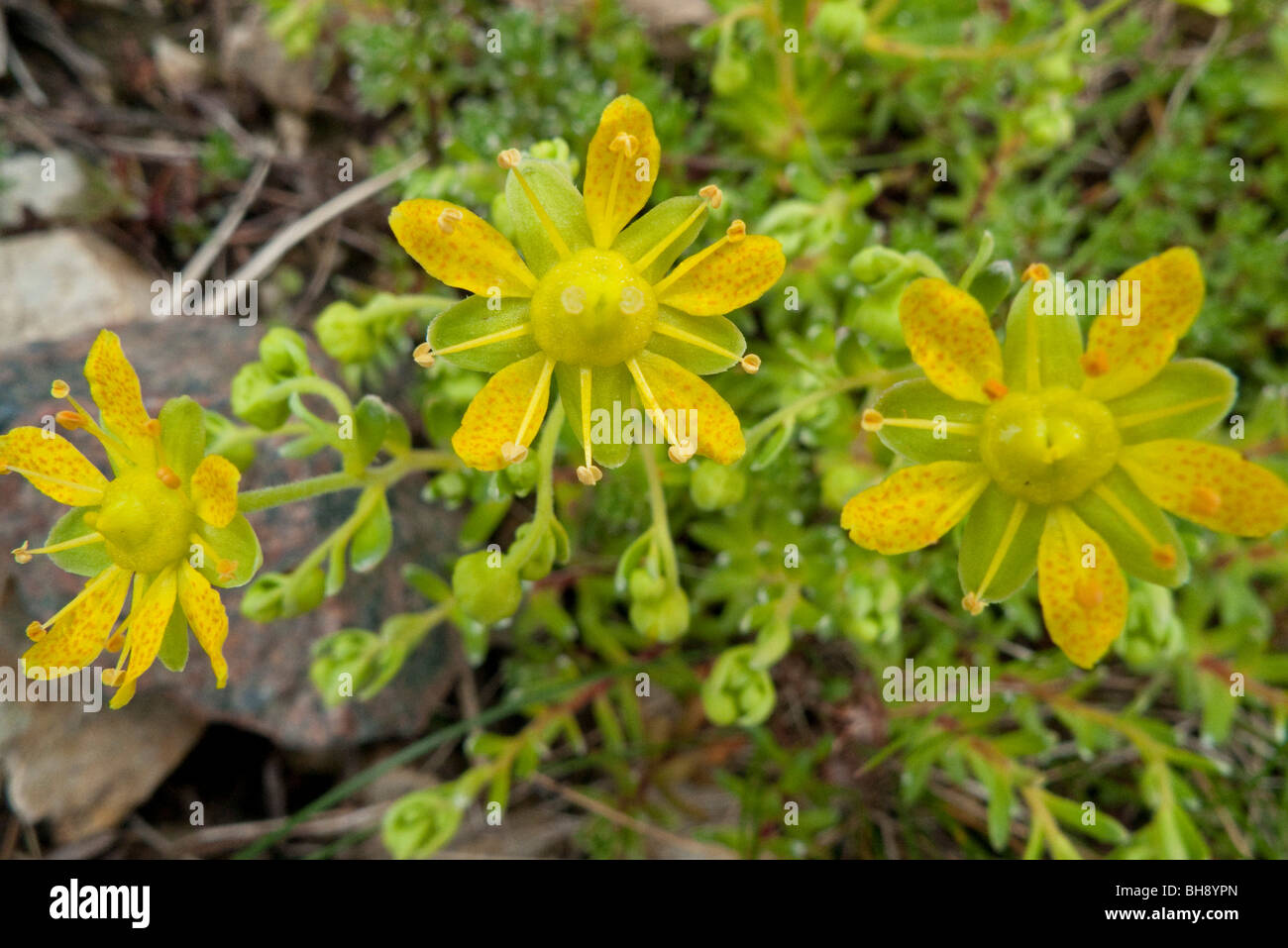 Yellow mountain saxifrage hi-res stock photography and images - Alamy