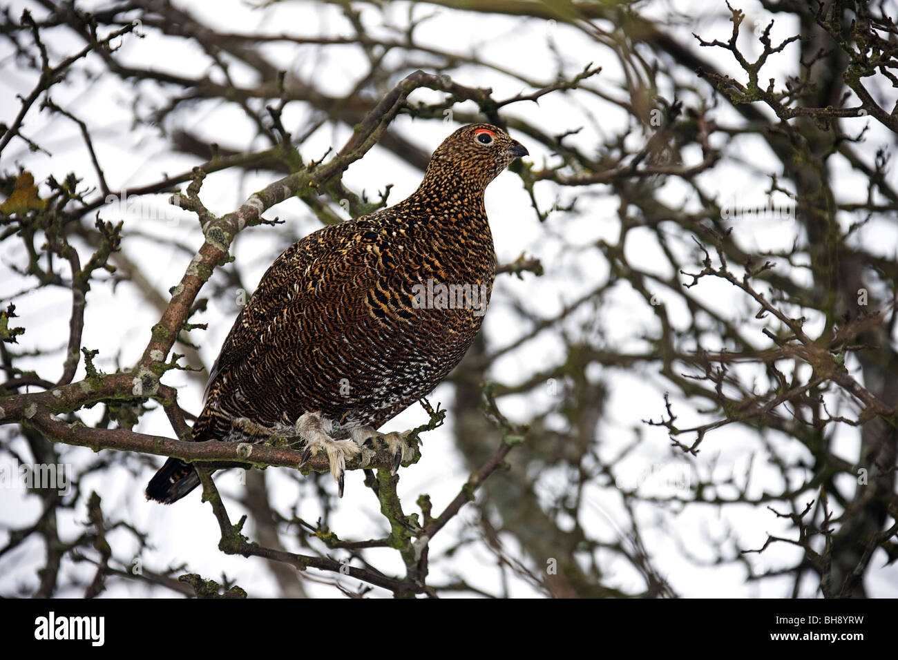 Grouse scotland hi-res stock photography and images - Alamy
