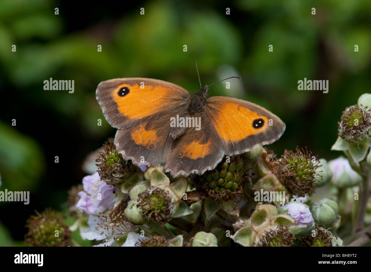 Gatekeeper (Pyronia tihonus Stock Photo - Alamy