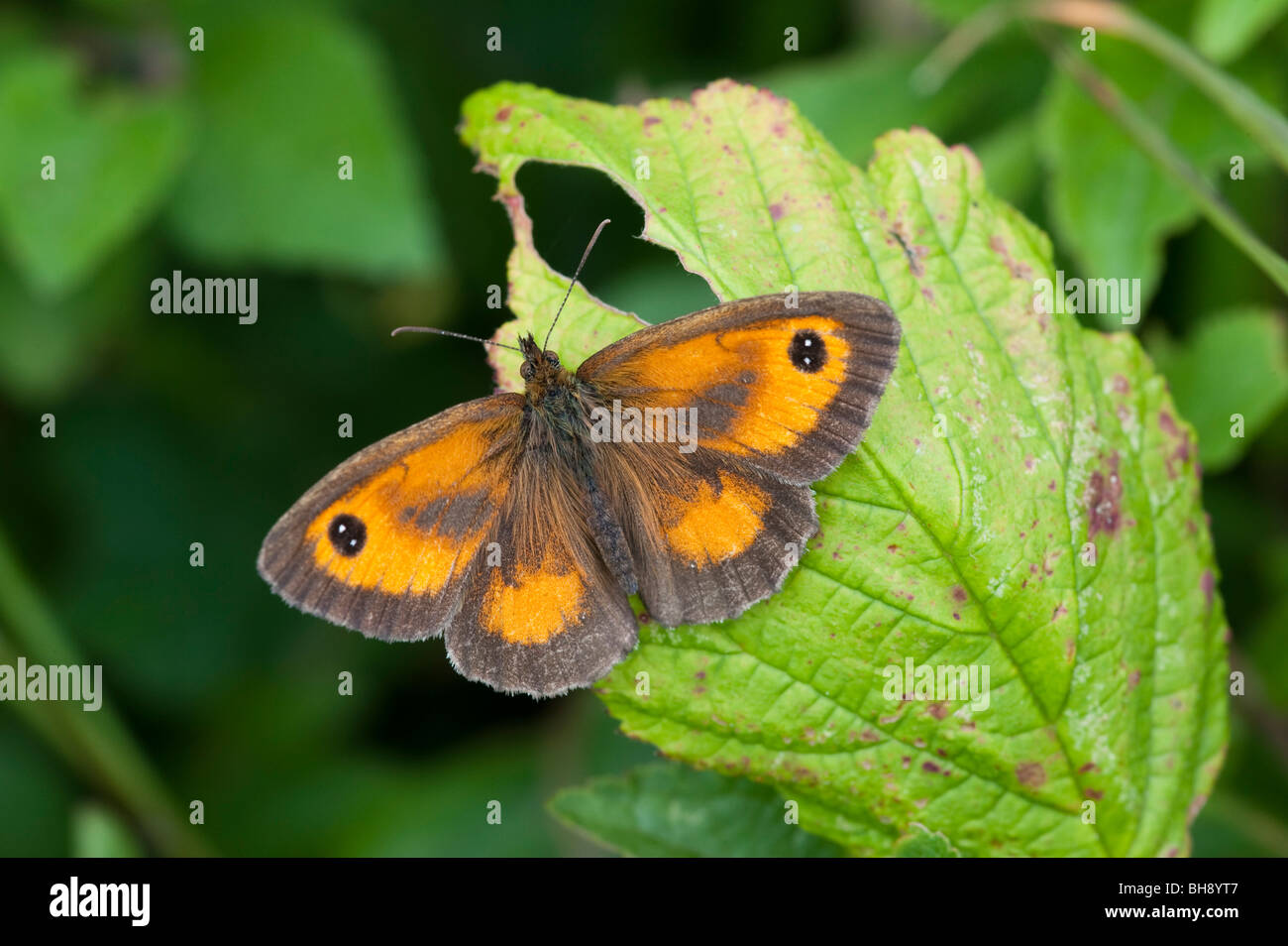 Gatekeeper (Pyronia tihonus Stock Photo - Alamy