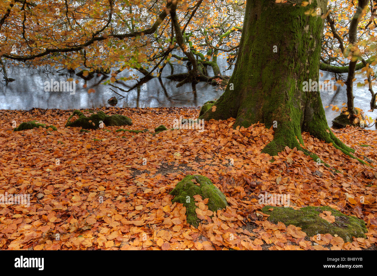 Copper beach tree hi-res stock photography and images - Alamy