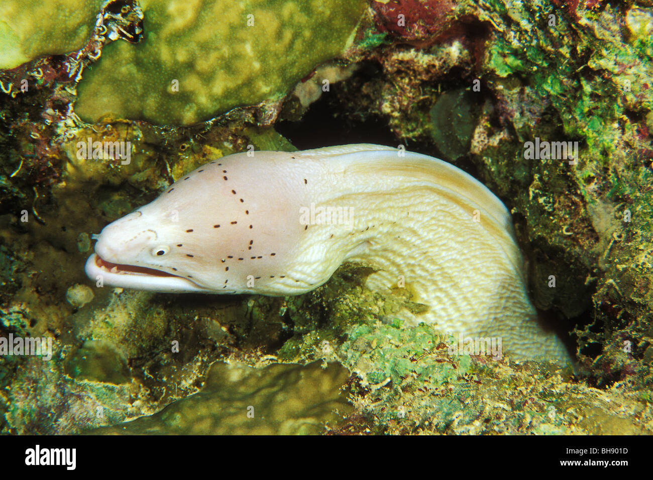 White Moray, Siderea grisea, Soma Bay, Safaga, Red Sea, Egypt Stock ...