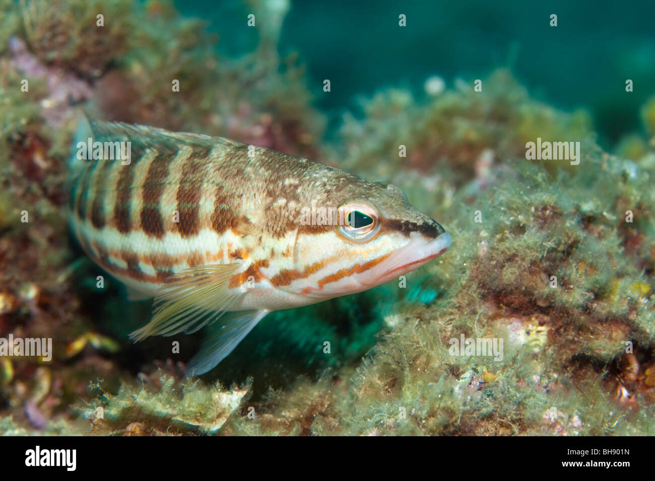 Comber fish serranus cabrilla hi-res stock photography and images - Alamy