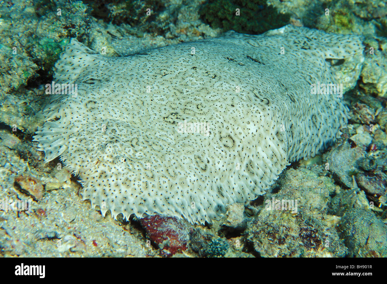 Red sea fish soma bay hi-res stock photography and images - Alamy