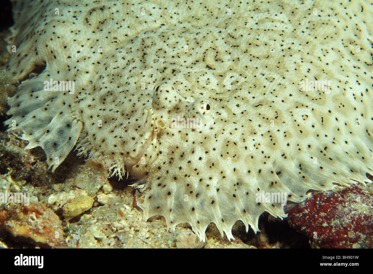 Red sea fish soma bay hi-res stock photography and images - Alamy