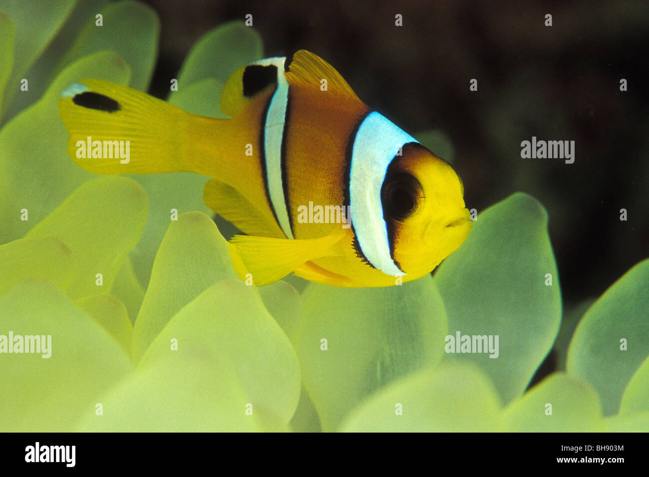 Juvenile Clarks Anemonefish, Amphiprion clarkii, Panorama Reef, Safaga ...