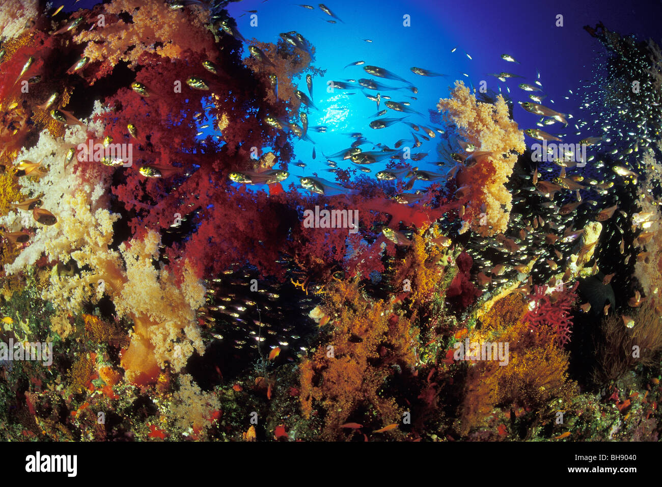Panorama reef hi-res stock photography and images - Alamy