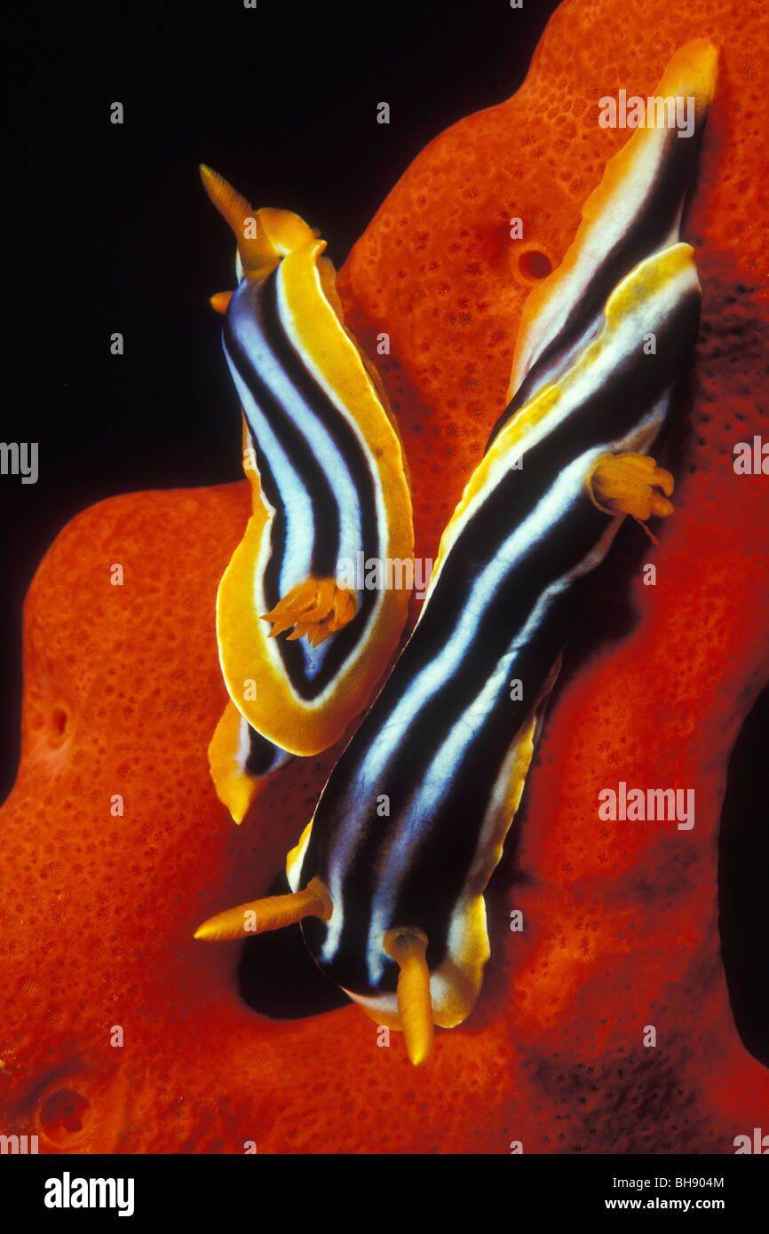 Red sea latrunculia magnifica red hi-res stock photography and images ...