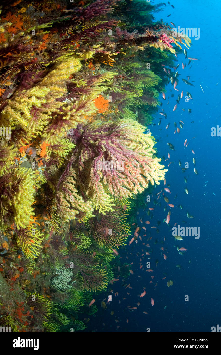 Mediterranean Fairy Basslet and Gorgonians, Anthias anthias ...