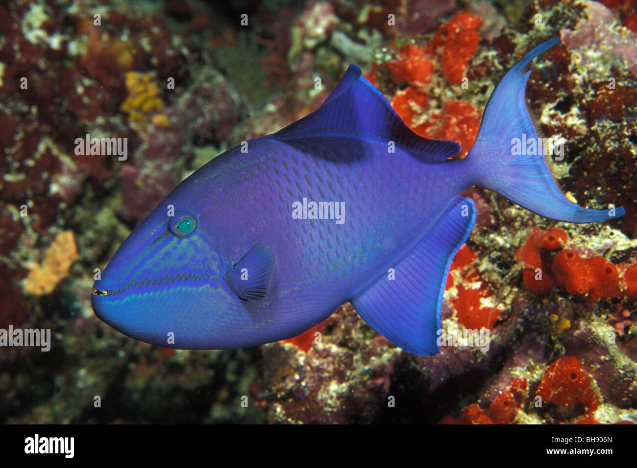 Redtooth Triggerfish, Odonus niger, Soma Bay, Safaga, Red Sea, Egypt ...