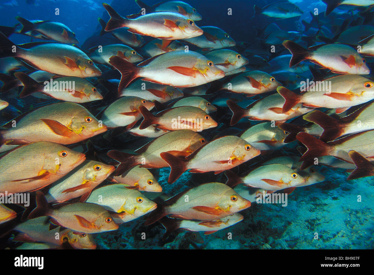 Shoal of Humpback Snapper, Lutjanus gibbus, Soma Bay, Safaga, Red Sea ...