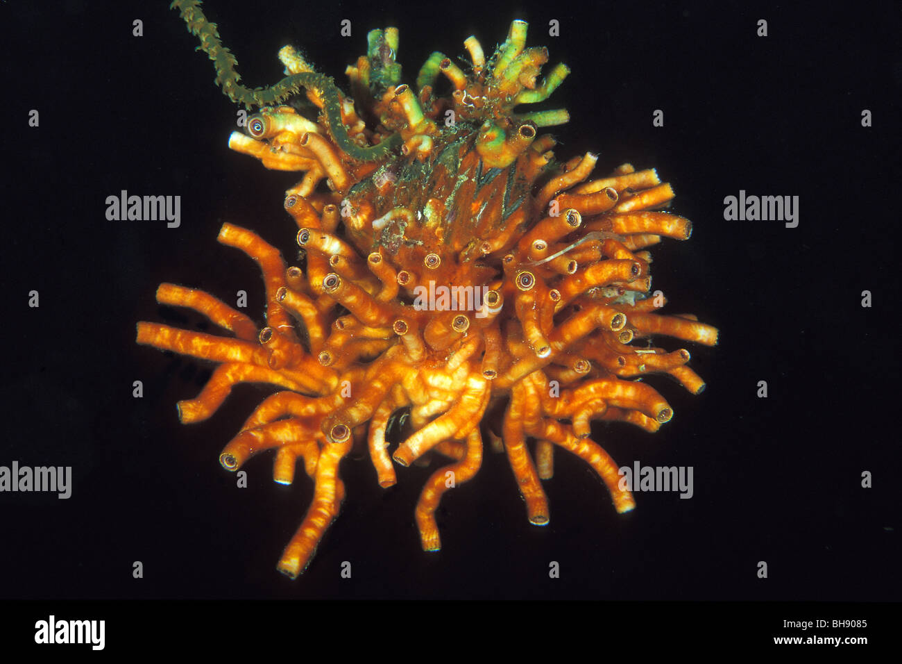 Colony of Worm Shells, Vermetidae, Soma Bay, Safaga, Red Sea, Egypt ...