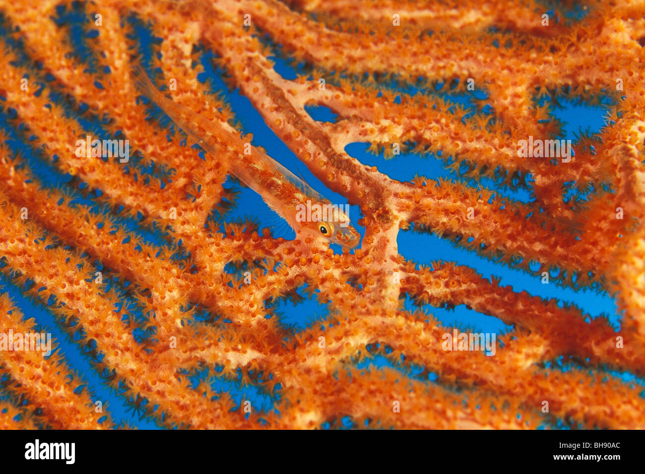 Ghost Goby, Bryaninops amplus, Ari Atoll, Indian Ocean, Maldives Stock ...