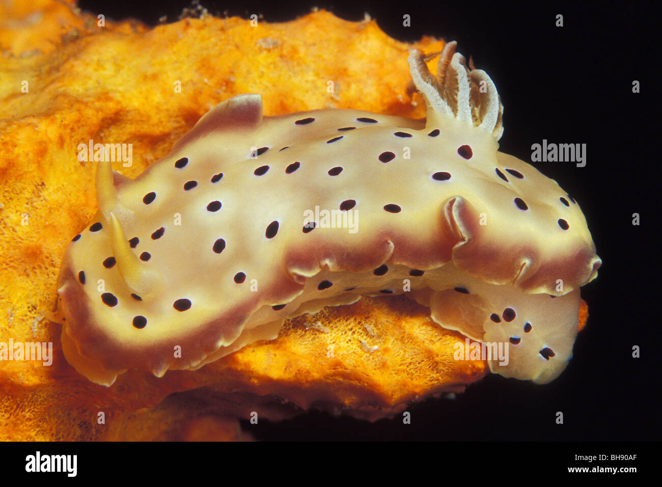 Spotted Sea Slug, Chromodoris tertianus, Ari Atoll, Indian Ocean ...