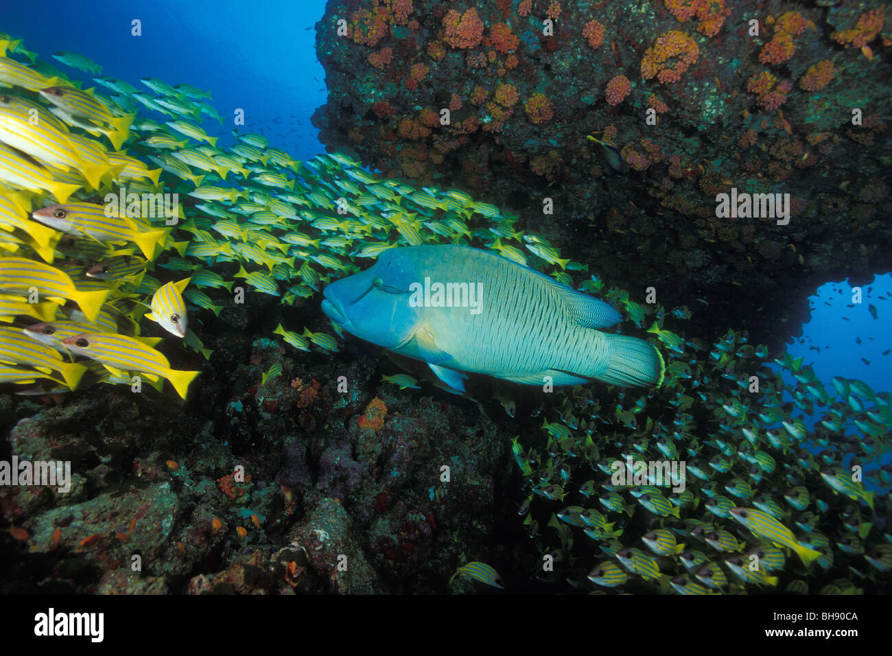 Humphead snapper hi-res stock photography and images - Alamy