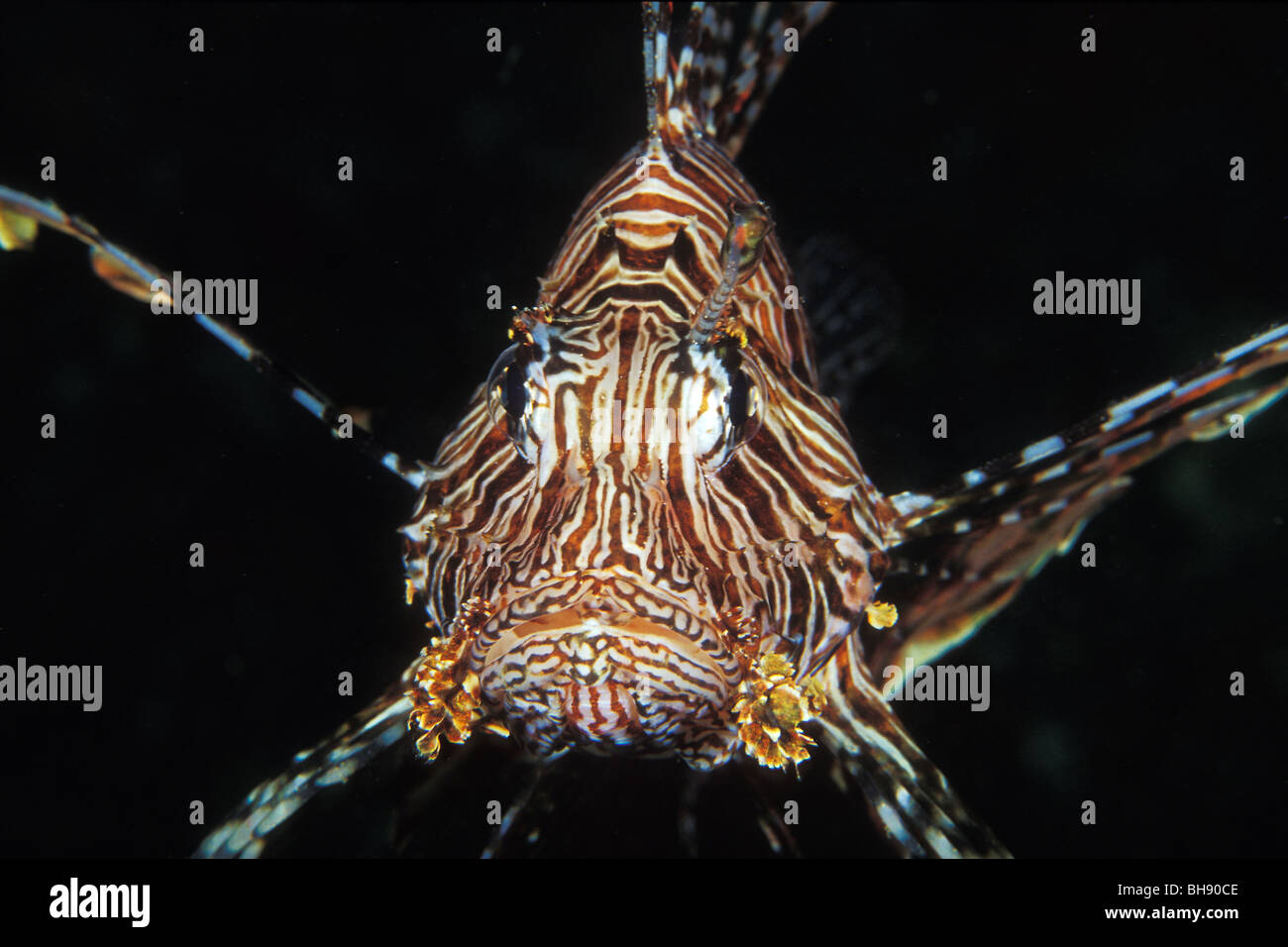 Lionfish, Pterois miles, Ellaidhoo, Ari Atoll, Indian Ocean, Maldives ...