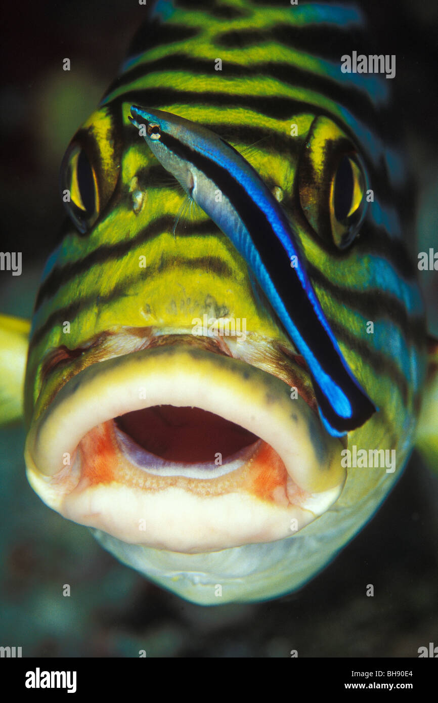 Oriental Sweetlips and Cleaner Wrasse, Plectorhinchus orientalis ...