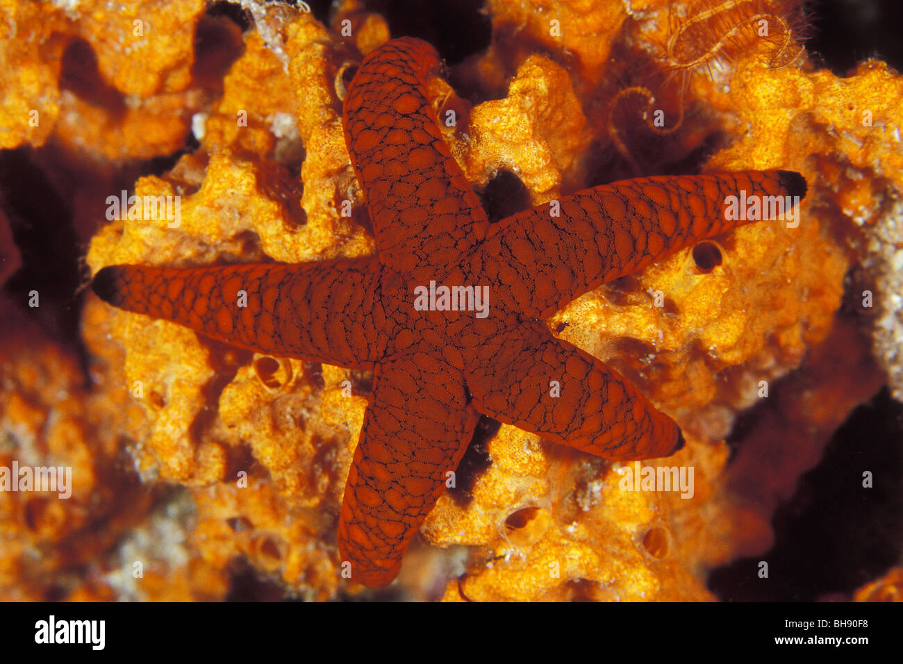 Orange Hatch Starfish, Fromia elegans, Ari Atoll, Indian Ocean ...