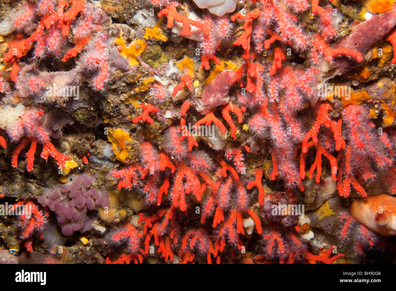 Red Precious Corals, Corallium rubrum, Les Ferranelles, Medes Islands ...