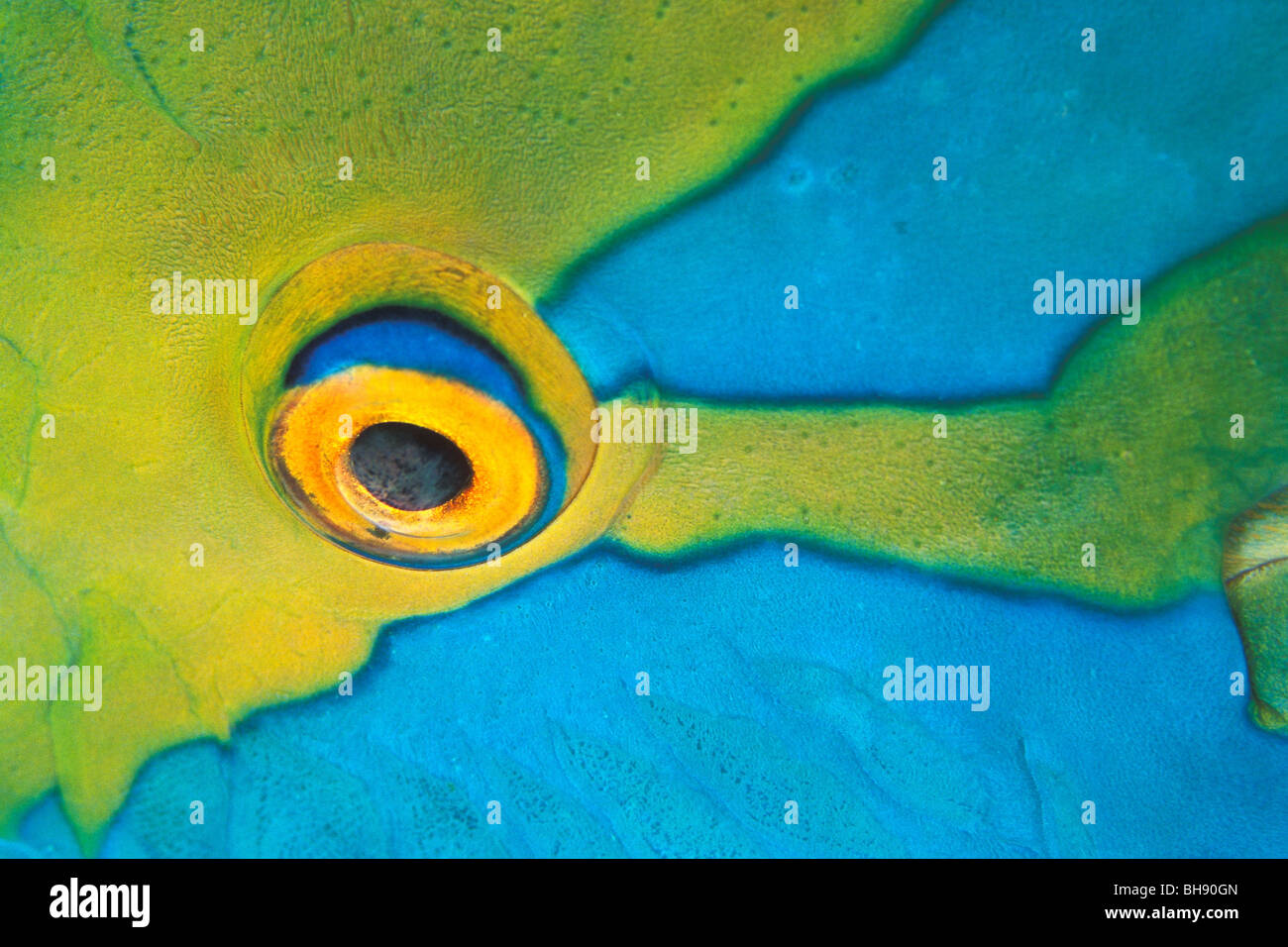 Eye of Parrotfish, Scarus sp., Ari Atoll, Indian Ocean, Maldives Stock ...