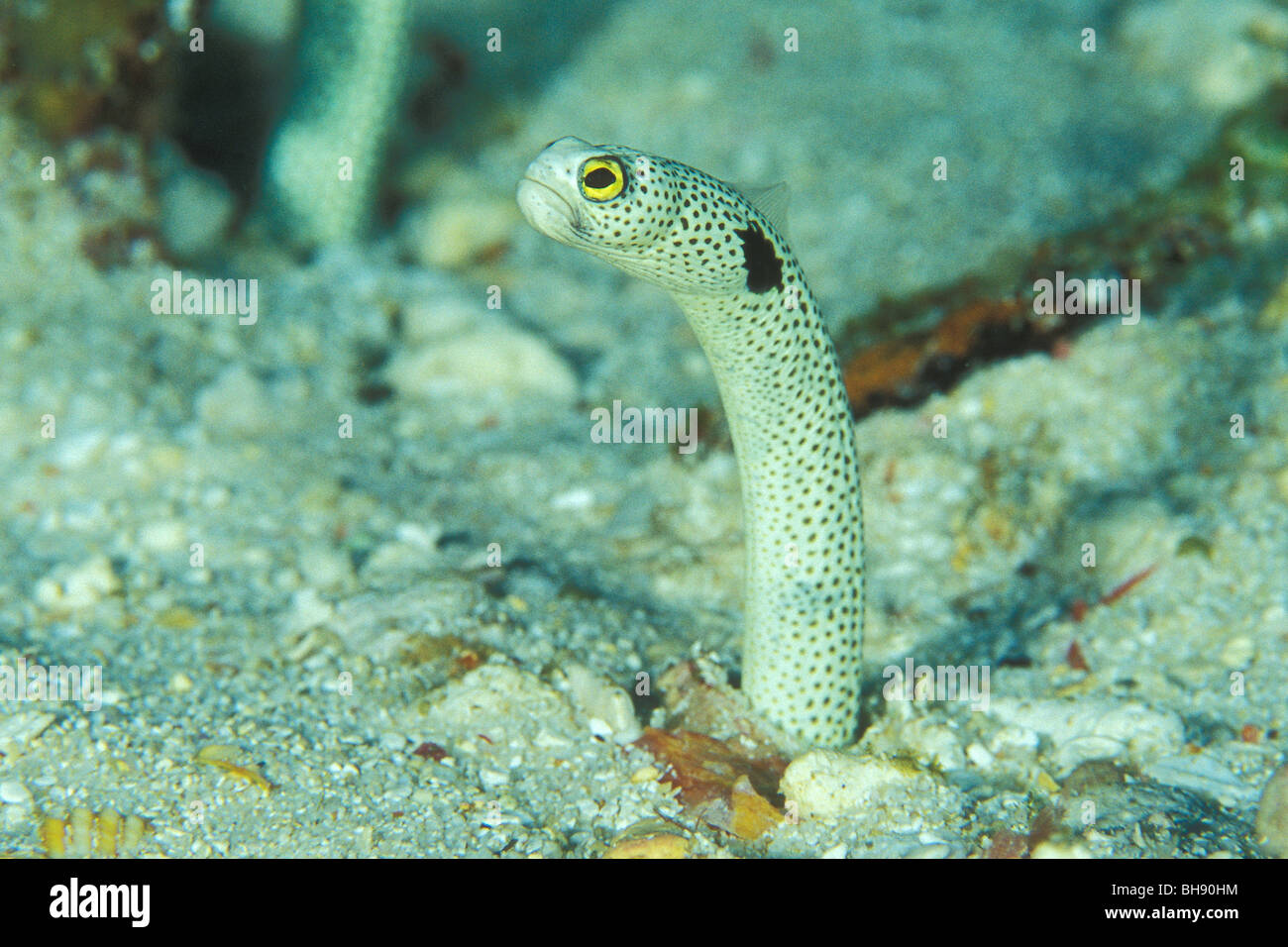 Spotted Garden Eel, Heteroconger hassi, Ari Atoll, Indian Ocean ...