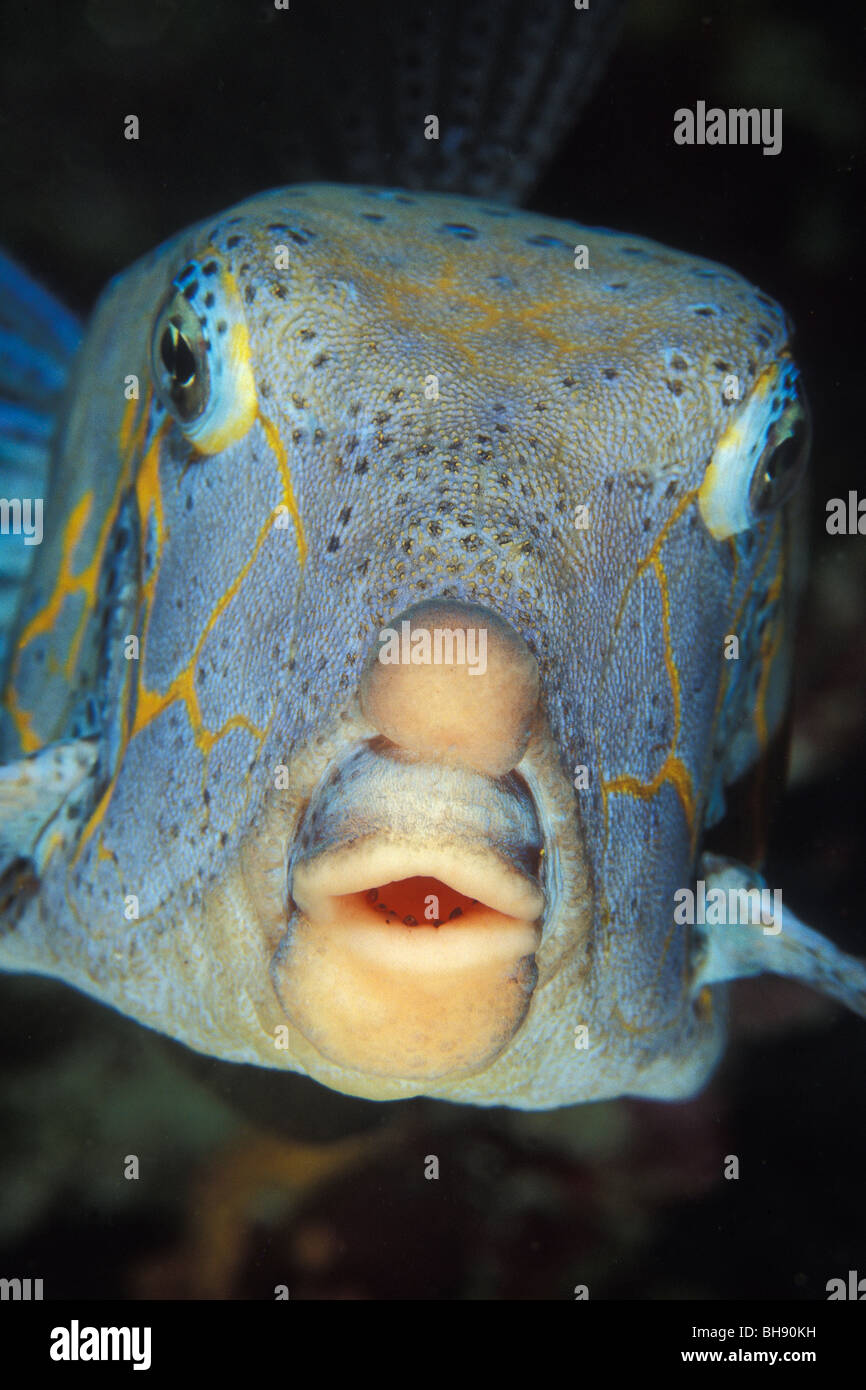 Yellow Boxfish, Ostracion cubicus, Ari Atoll, Indian Ocean, Maldives ...