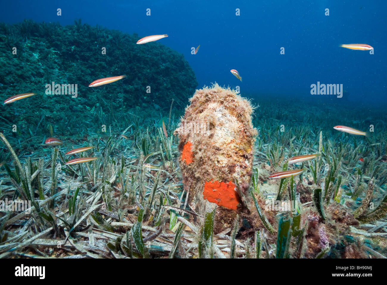 Protected Noble Pen Shell, Pinna nobilis, Les Ferranelles, Medes ...