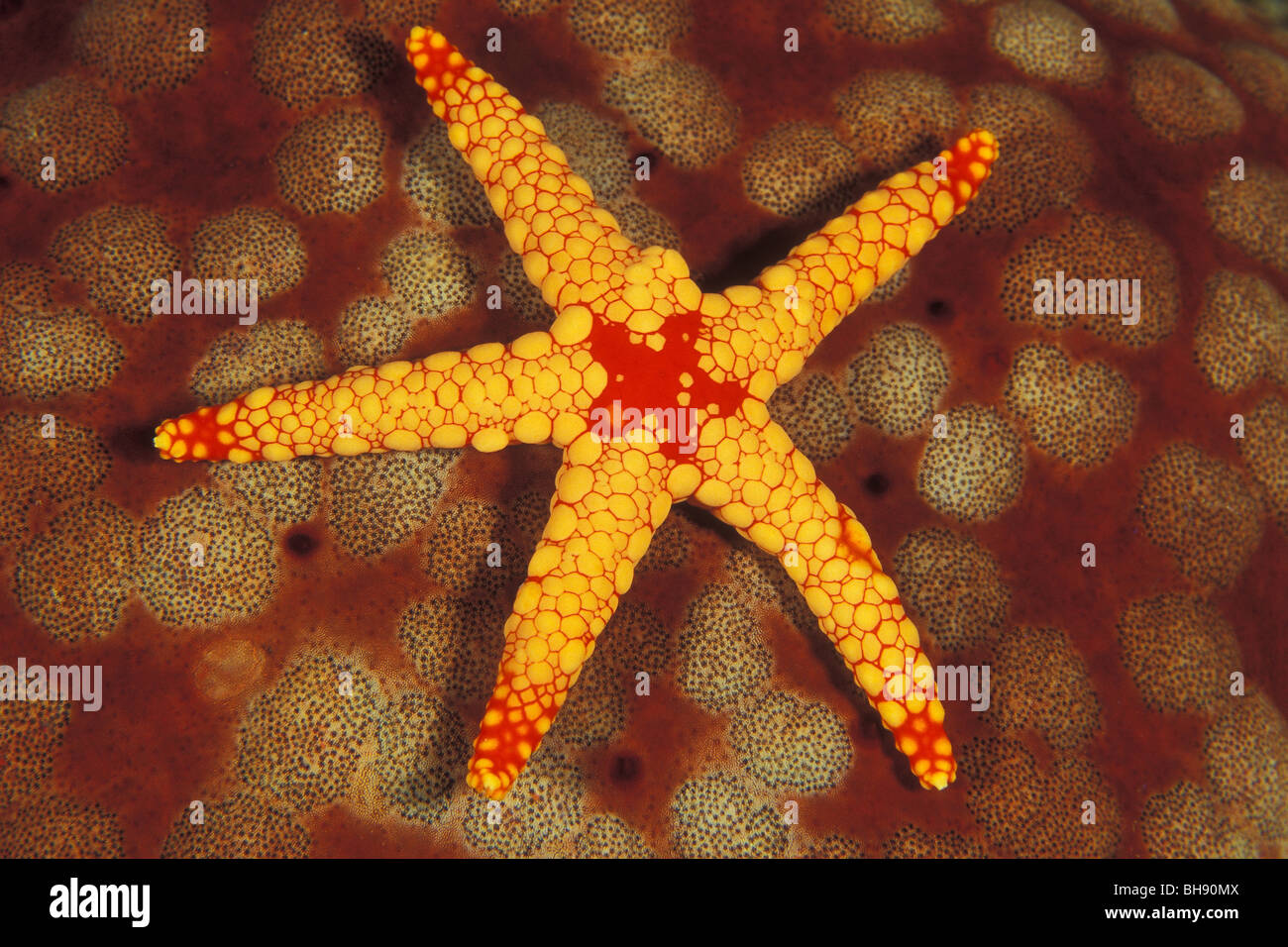 Indian ocean starfish hi-res stock photography and images - Alamy