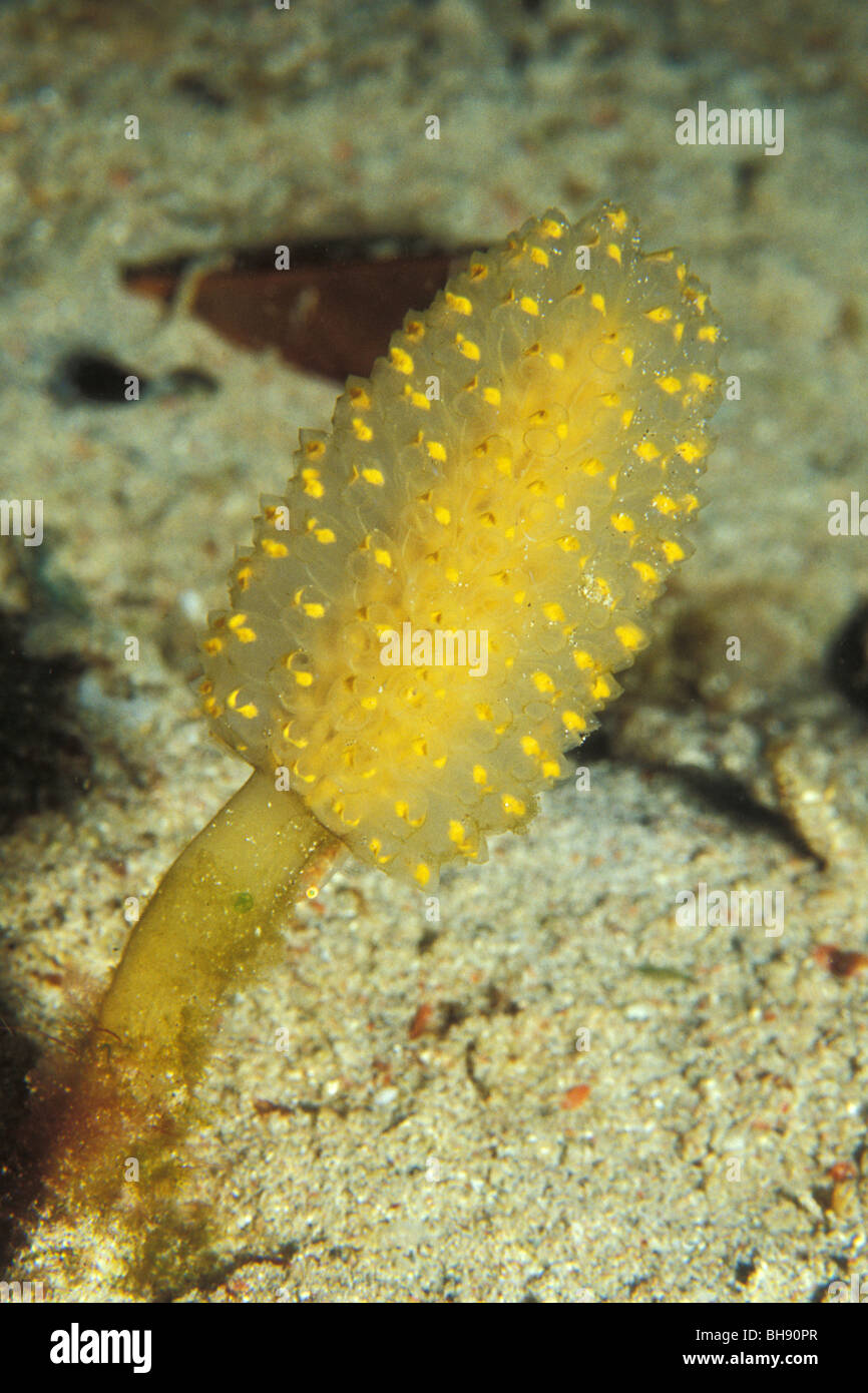 Yellow Sea Squirt High Resolution Stock Photography and Images - Alamy