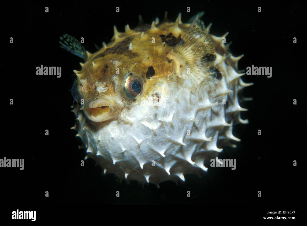 Balloon Porcupinefish, Diodon holocanthus, Puerto Galera, Mindoro ...