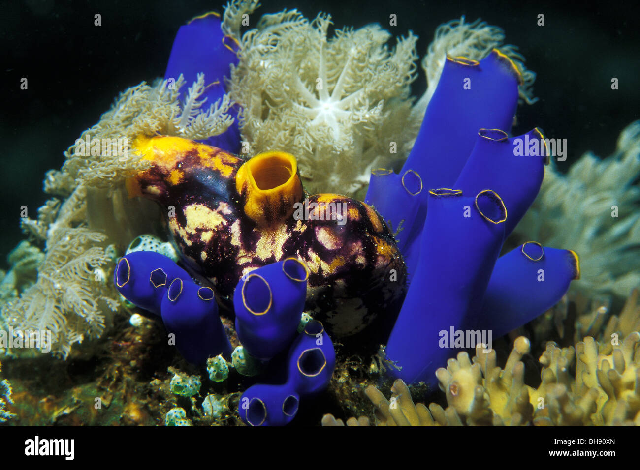 Colony of Yellow Sea Squirt and Blue Tunicates, Polycarpa aurata ...
