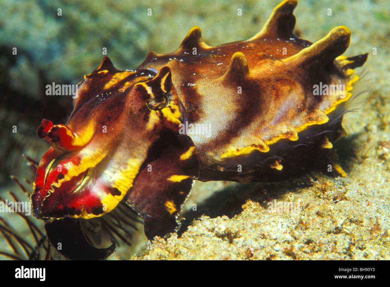 Pfeffers Flamboyant Cuttlefish, Metasepia pfefferi, Puerto Galera ...
