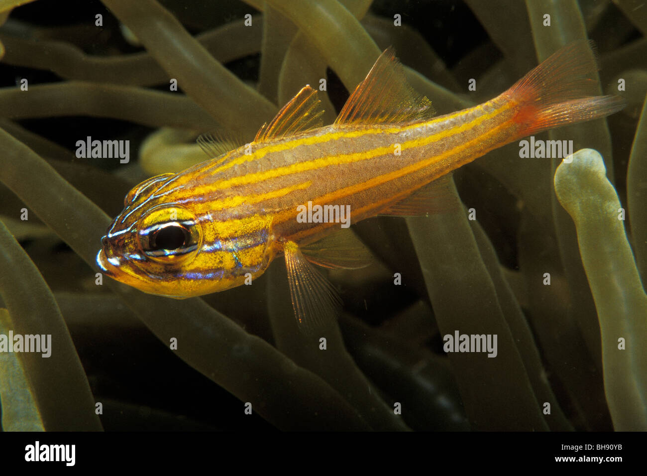 Yellow Cardinalfish, Apogon cyanosoma, Puerto Galera, Mindoro Island ...