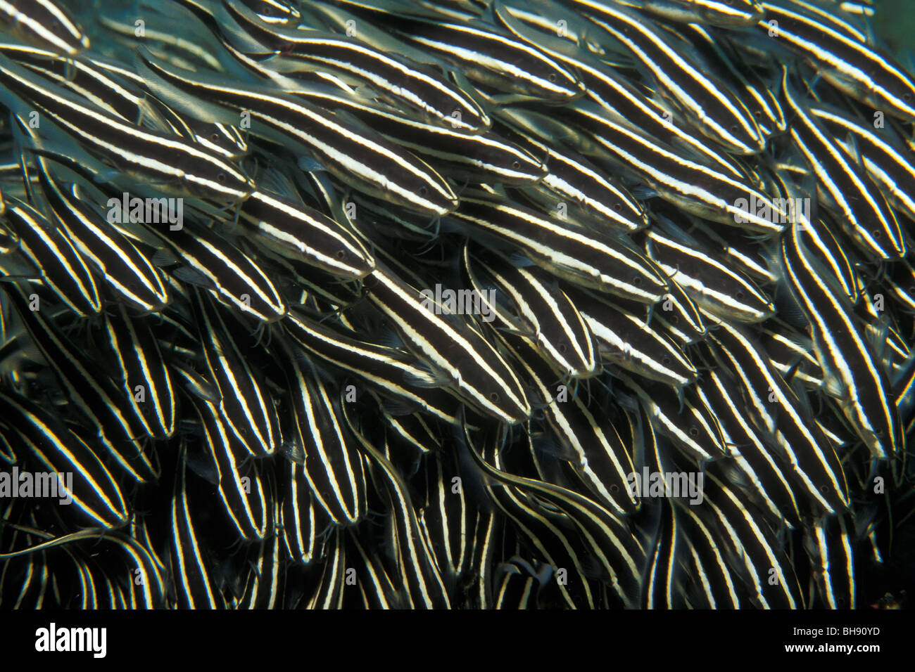 Philippine catfish hi-res stock photography and images - Alamy