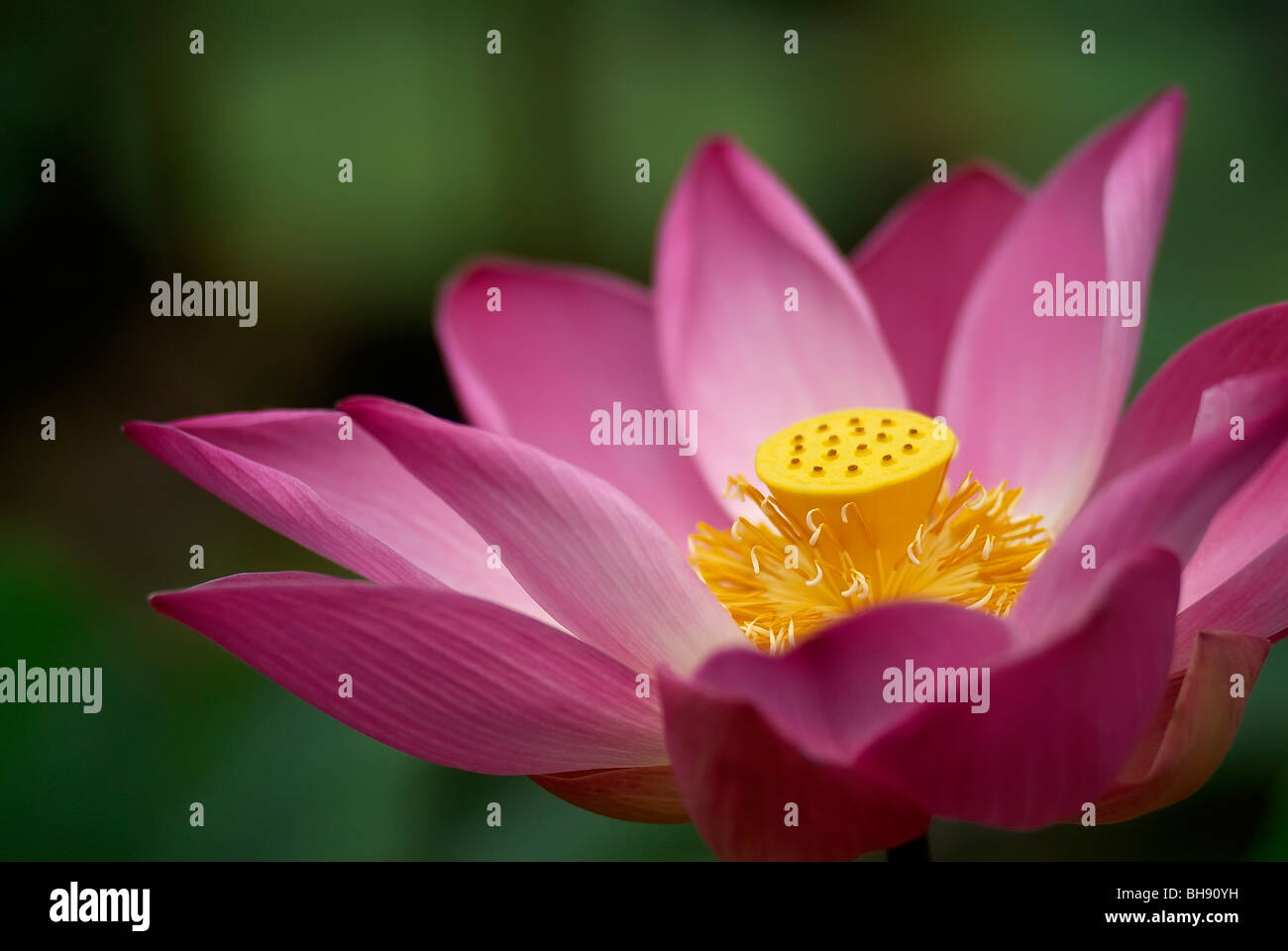 Lotus flower hi-res stock photography and images - Alamy