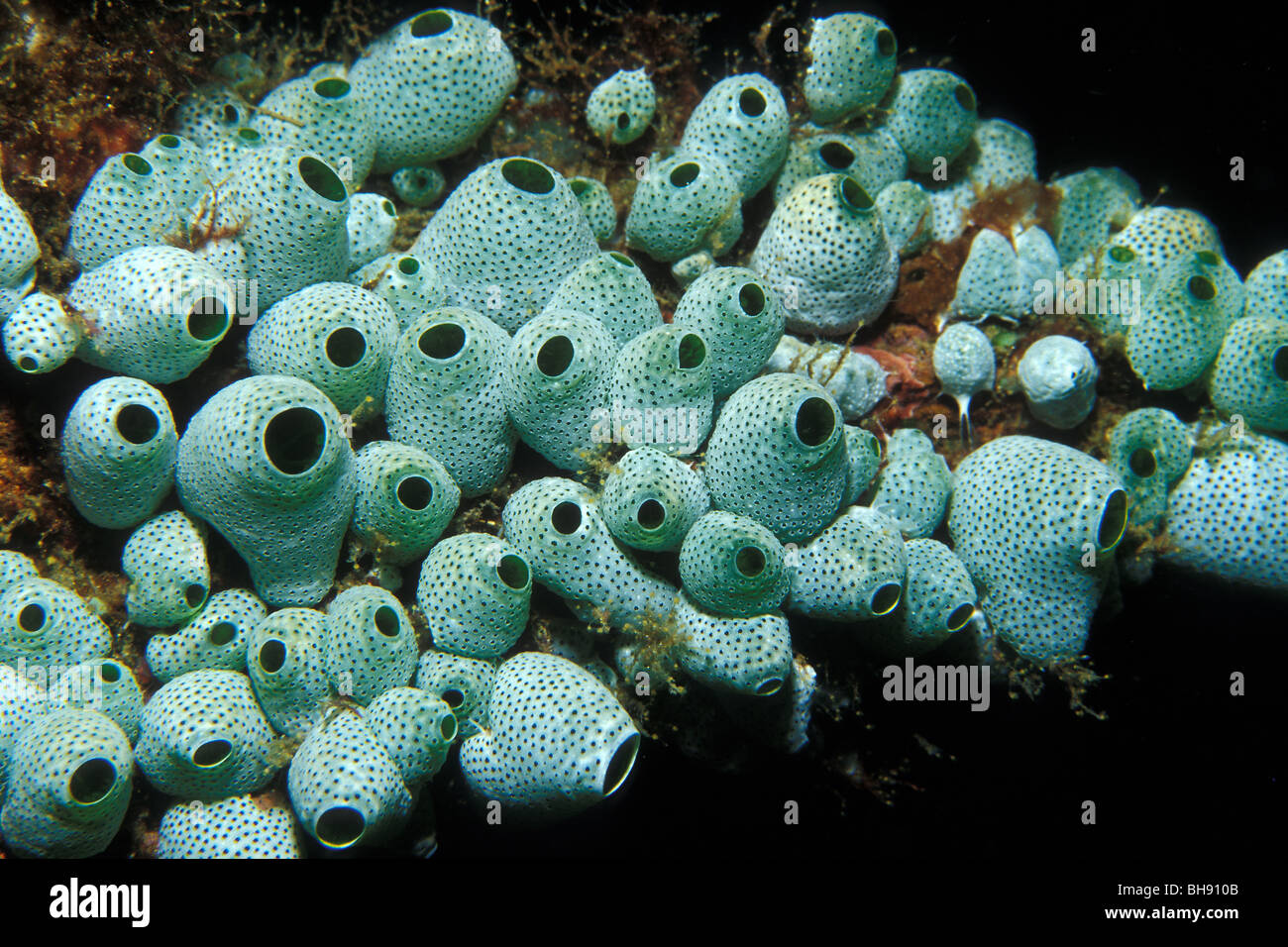 Green Reef Didemnum, Didemnum molle, Puerto Galera, Mindoro Island ...