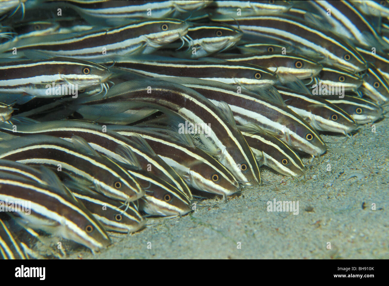 Philippine catfish hi-res stock photography and images - Alamy