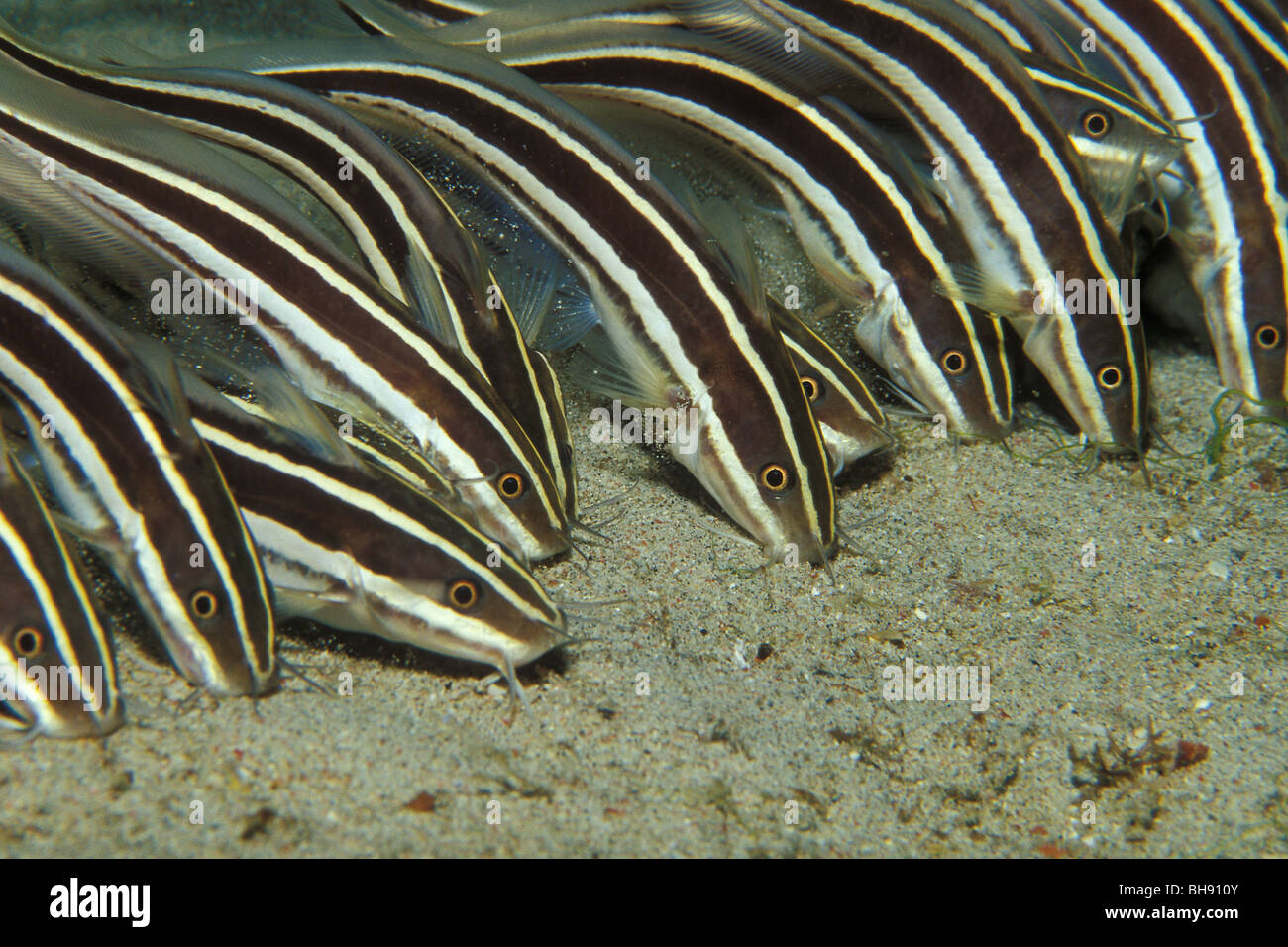 Philippine catfish hi-res stock photography and images - Alamy