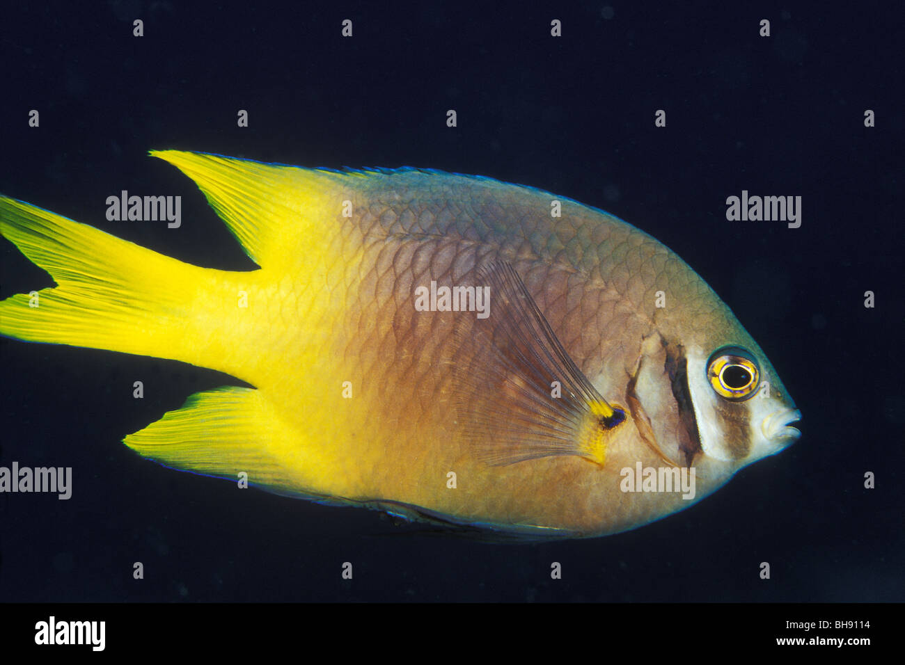 Yellowfin Damsel, Neoglyphidodon nigroris, Bunaken Nationalpark ...