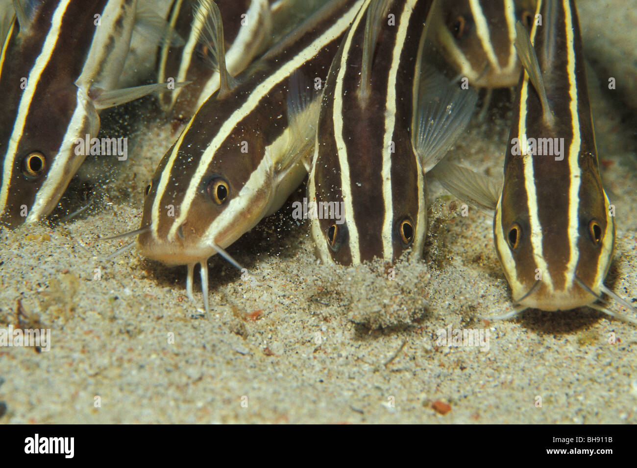 Philippine catfish hi-res stock photography and images - Alamy