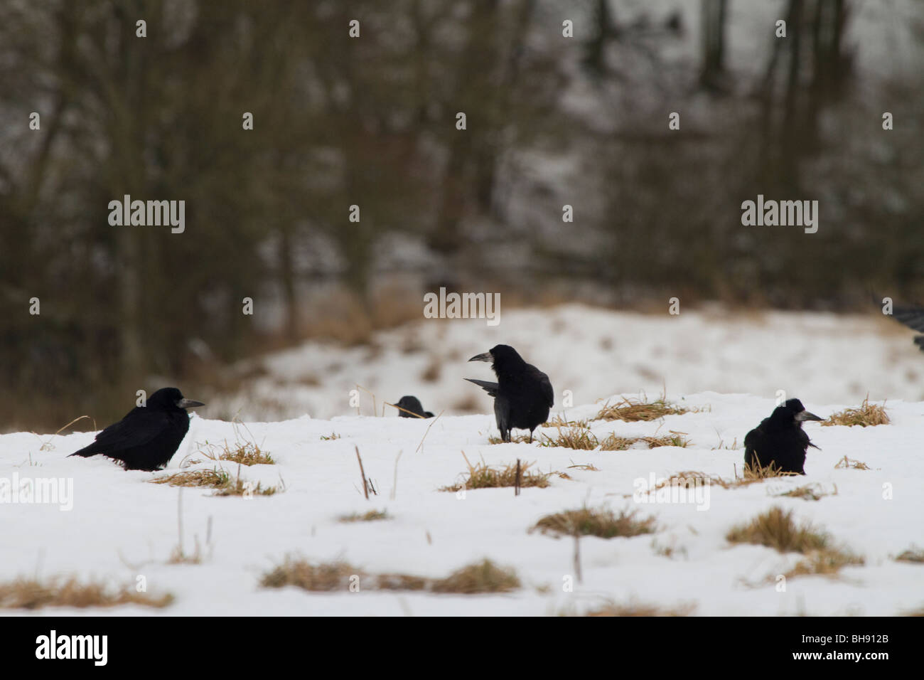 Rooks hi-res stock photography and images - Alamy
