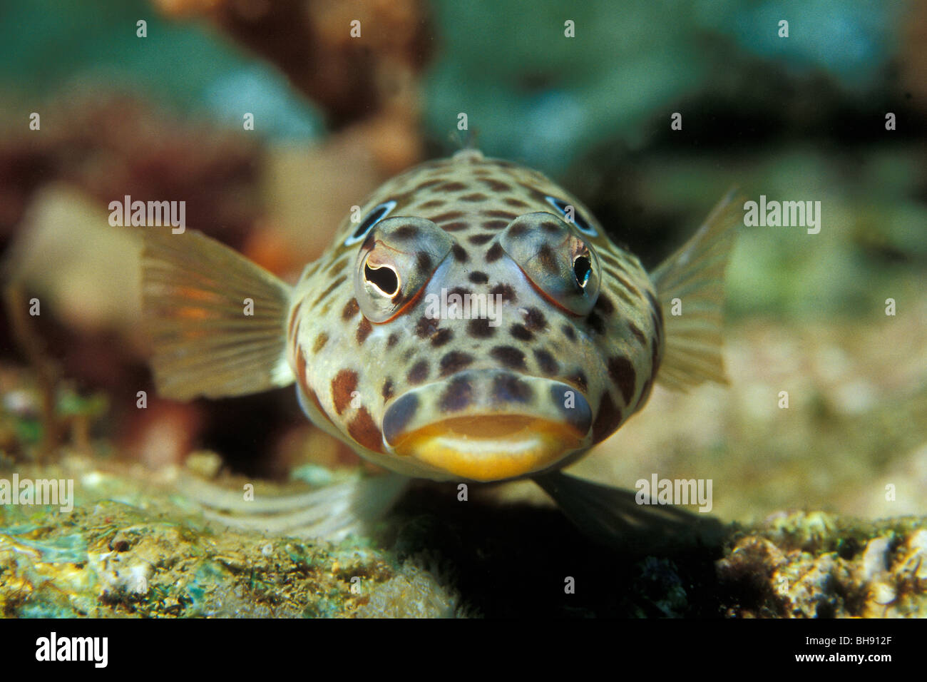 Latticed Sandperch, Parapercis clathrata, Puerto Galera, Mindoro Island ...