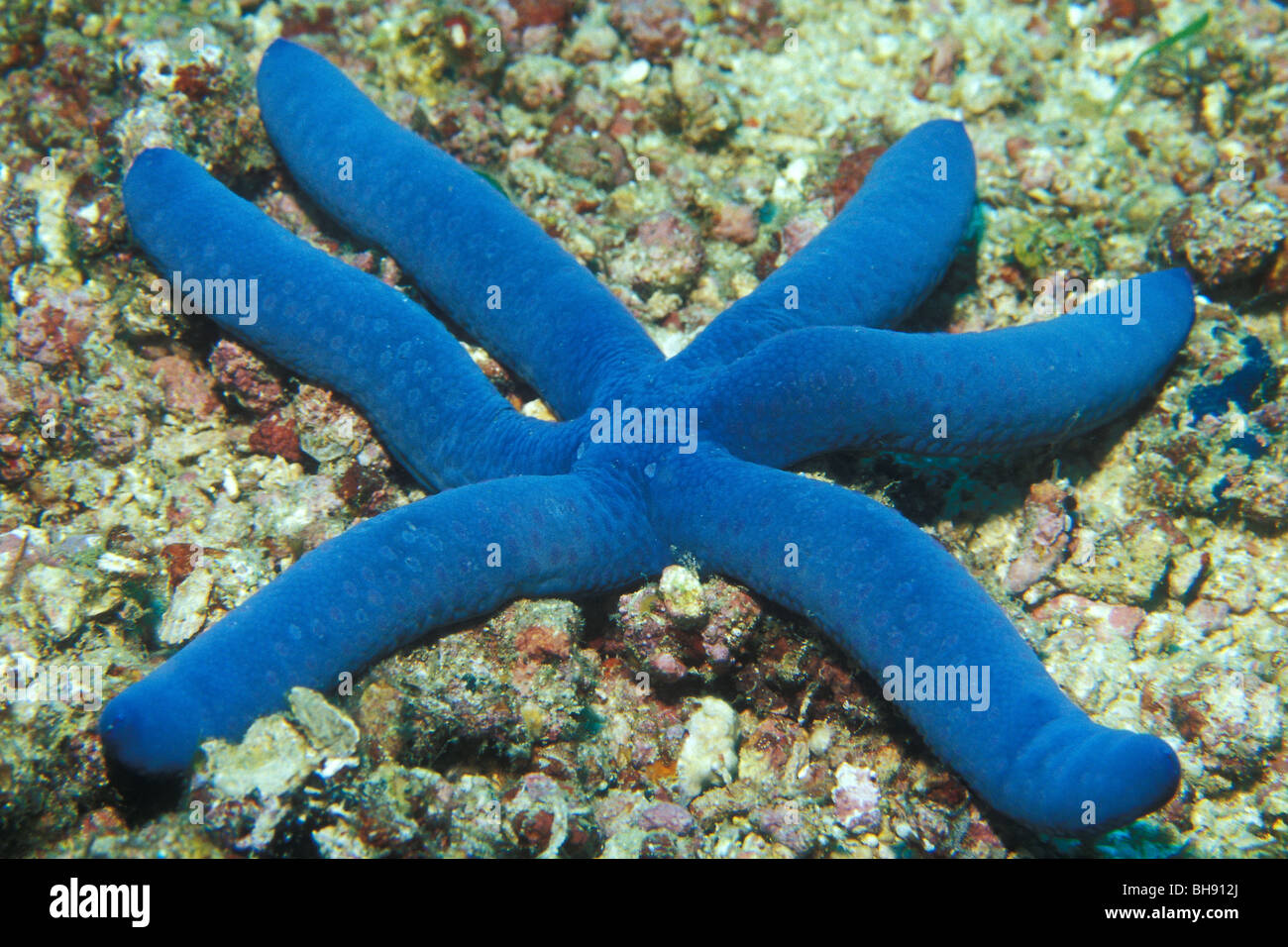 Blue Sea Star with six Arms, Linckia laevigata, Puerto Galera, Mindoro ...