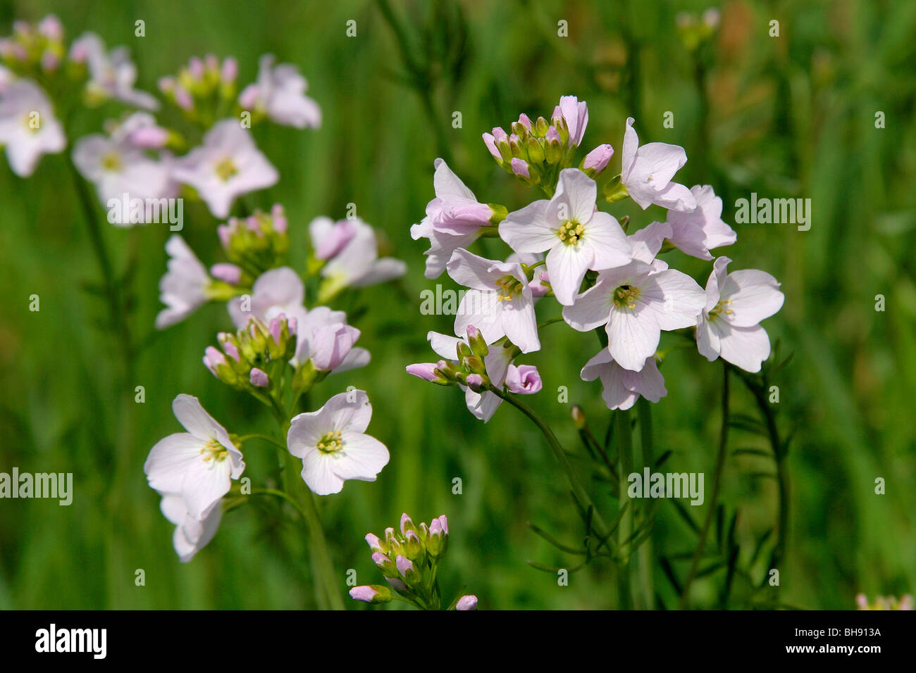 Cuckooflower Cardamine pratensis also know as “Ladys smock” in a ...