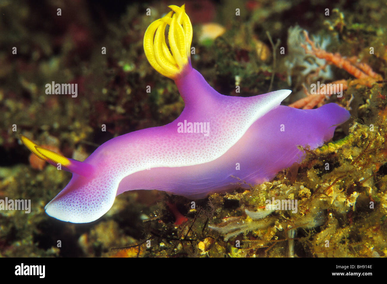 Pink Sea Slug High Resolution Stock Photography and Images - Alamy