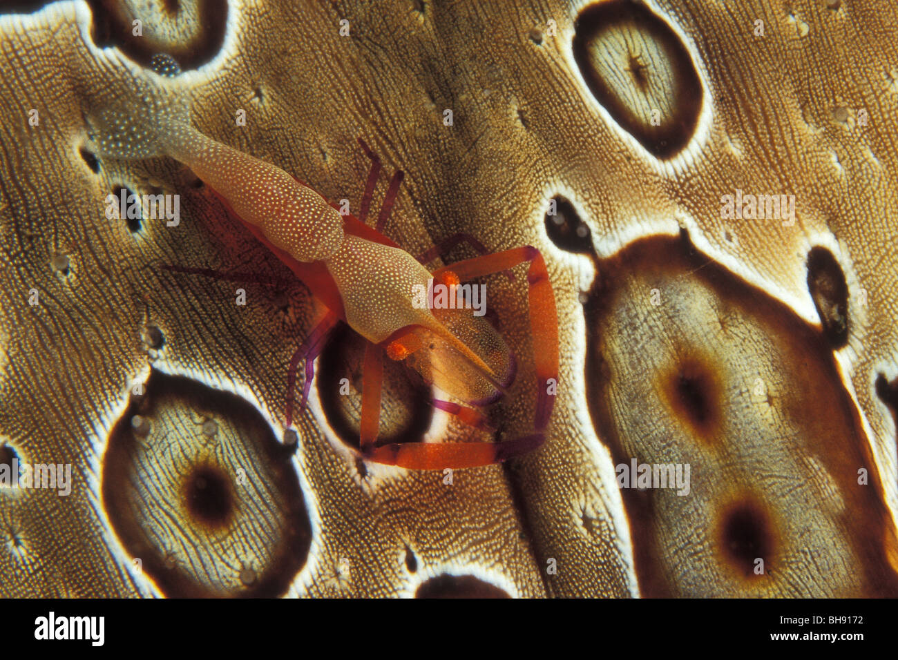 Emperor Shrimp on Sea Cucumber, Periclimenes imperator, Manado ...