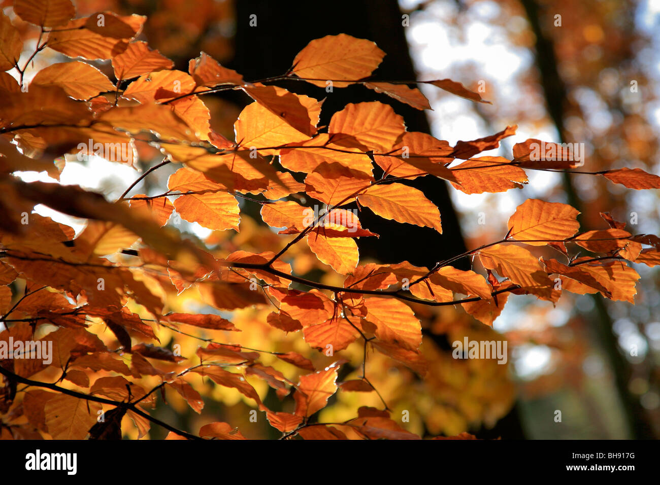 Autumn Beech Tree Leaves Fagus sylvatic Stock Photo - Alamy