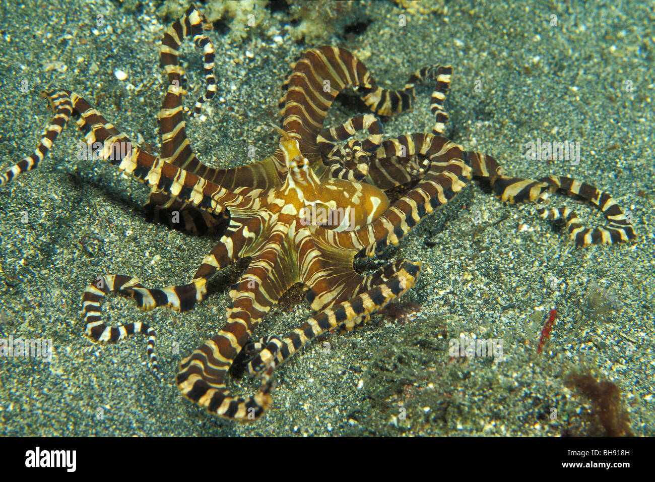 Wonderpus Octopus, Wunderpus photogenicus, Bunaken Nationalpark ...